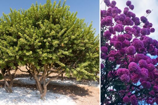Jasmim-Manga: Como Cultivar A Árvore Com Flores Perfumadas