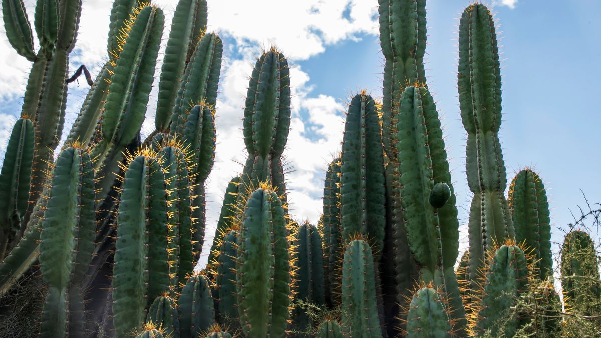 Cacto Mandacaru: Entenda O Significado E Como Cuidar