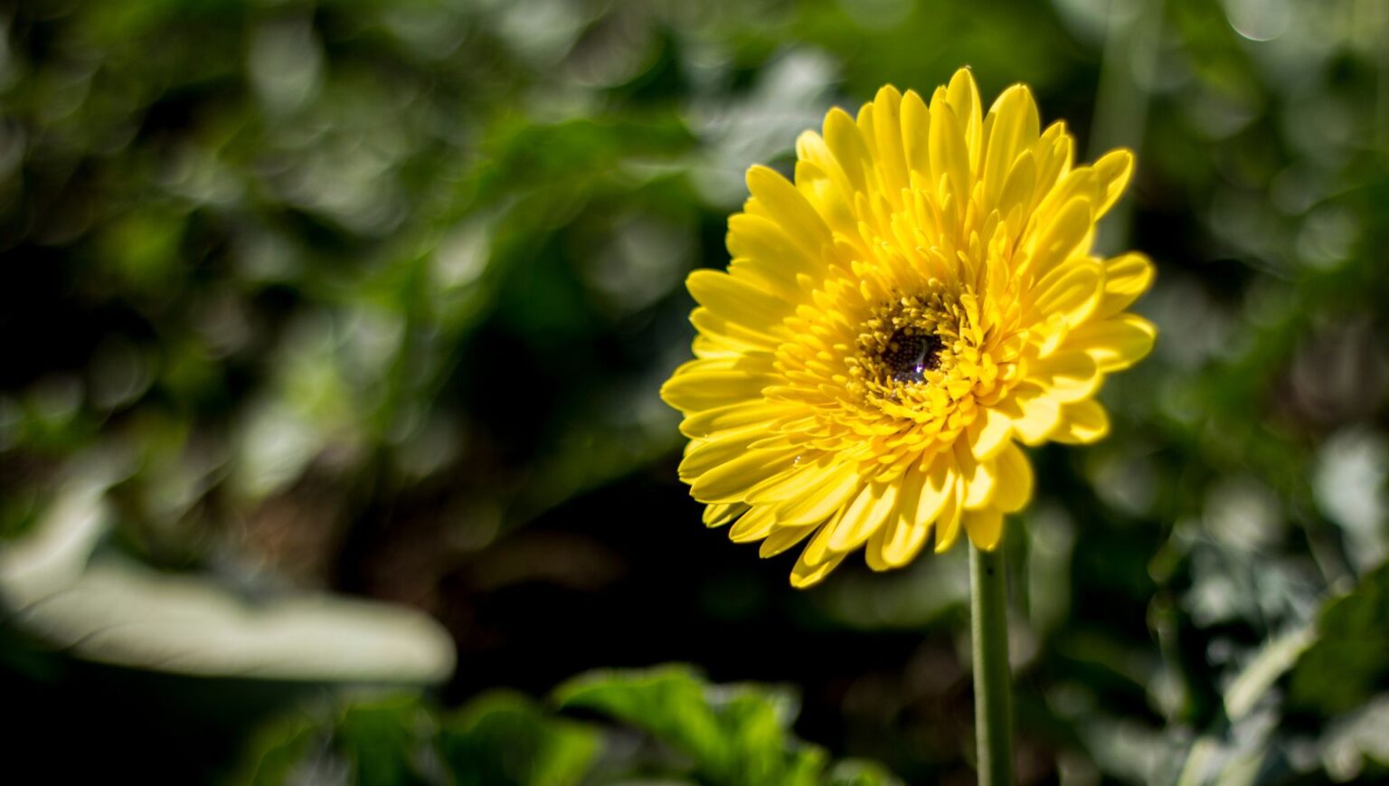 Gérberas: Significado E Como Cultivá-la Com Dicas Práticas