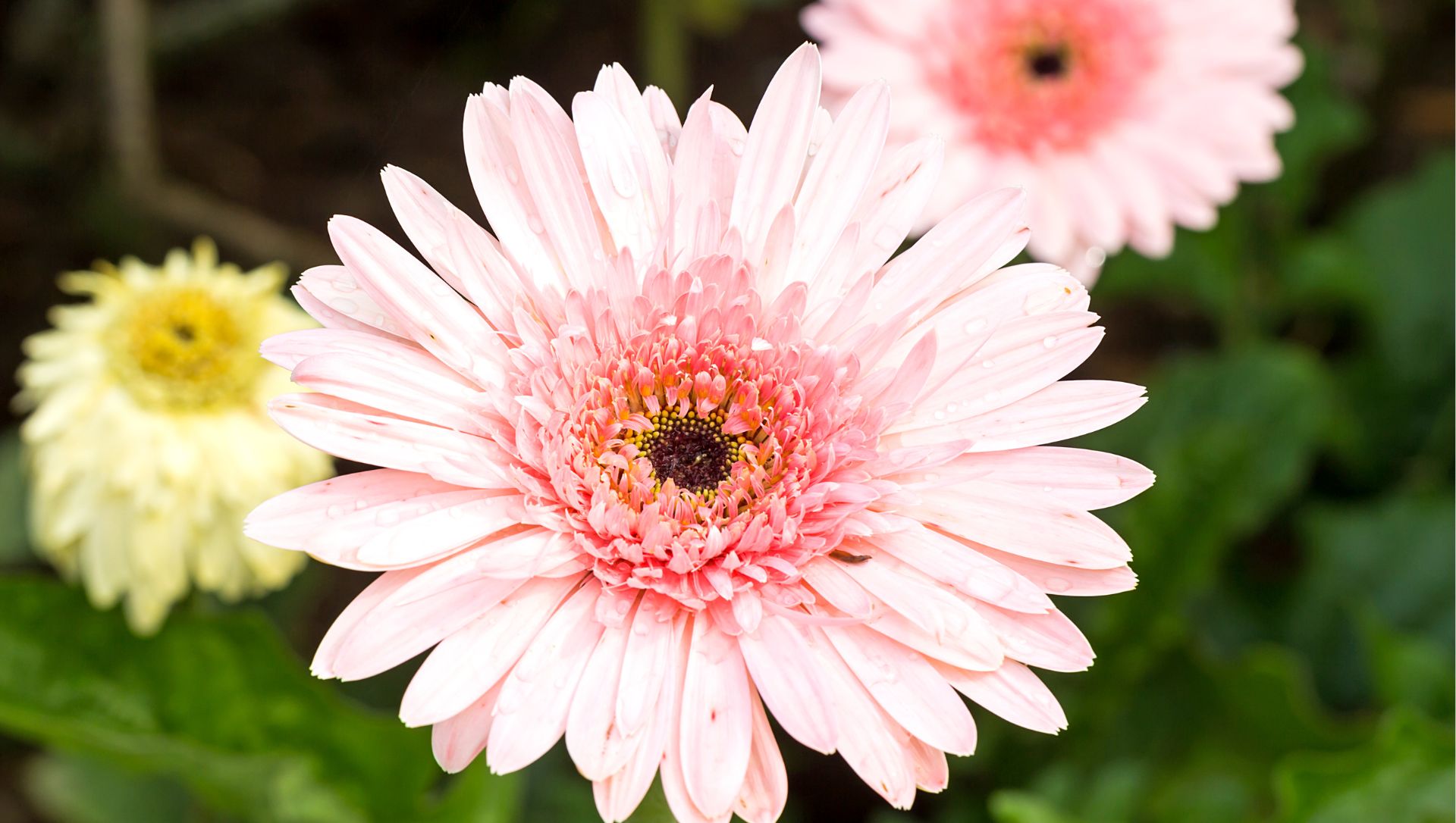 Gérberas: Significado E Como Cultivá-la Com Dicas Práticas