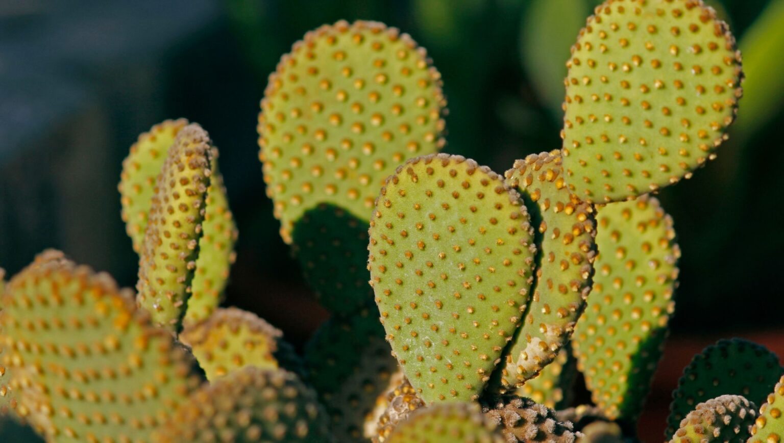 Tipos De Cactos: Conheça As 29 Espécies Mais Populares