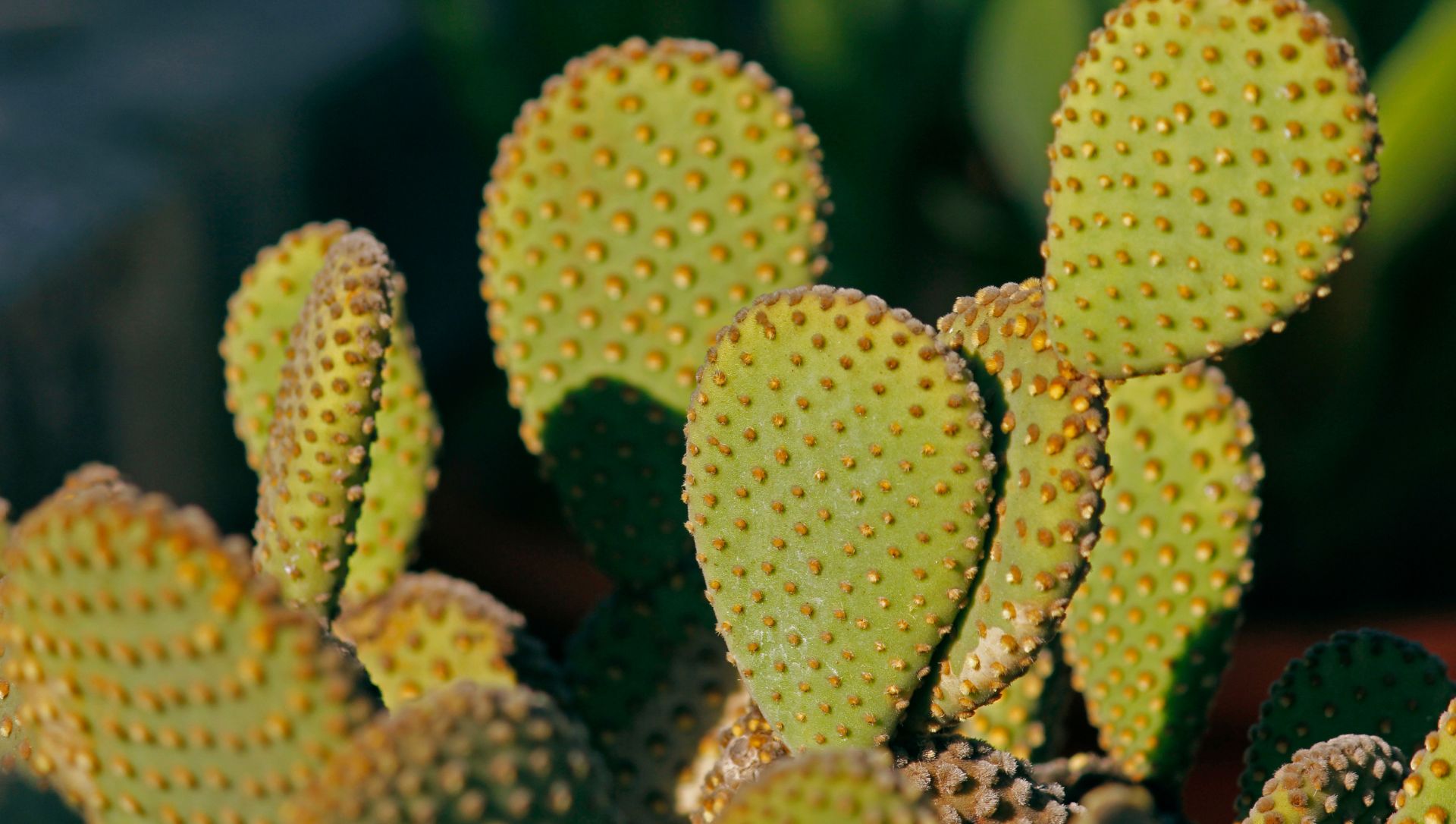 Tipos De Cactos: Conheça As 29 Espécies Mais Populares