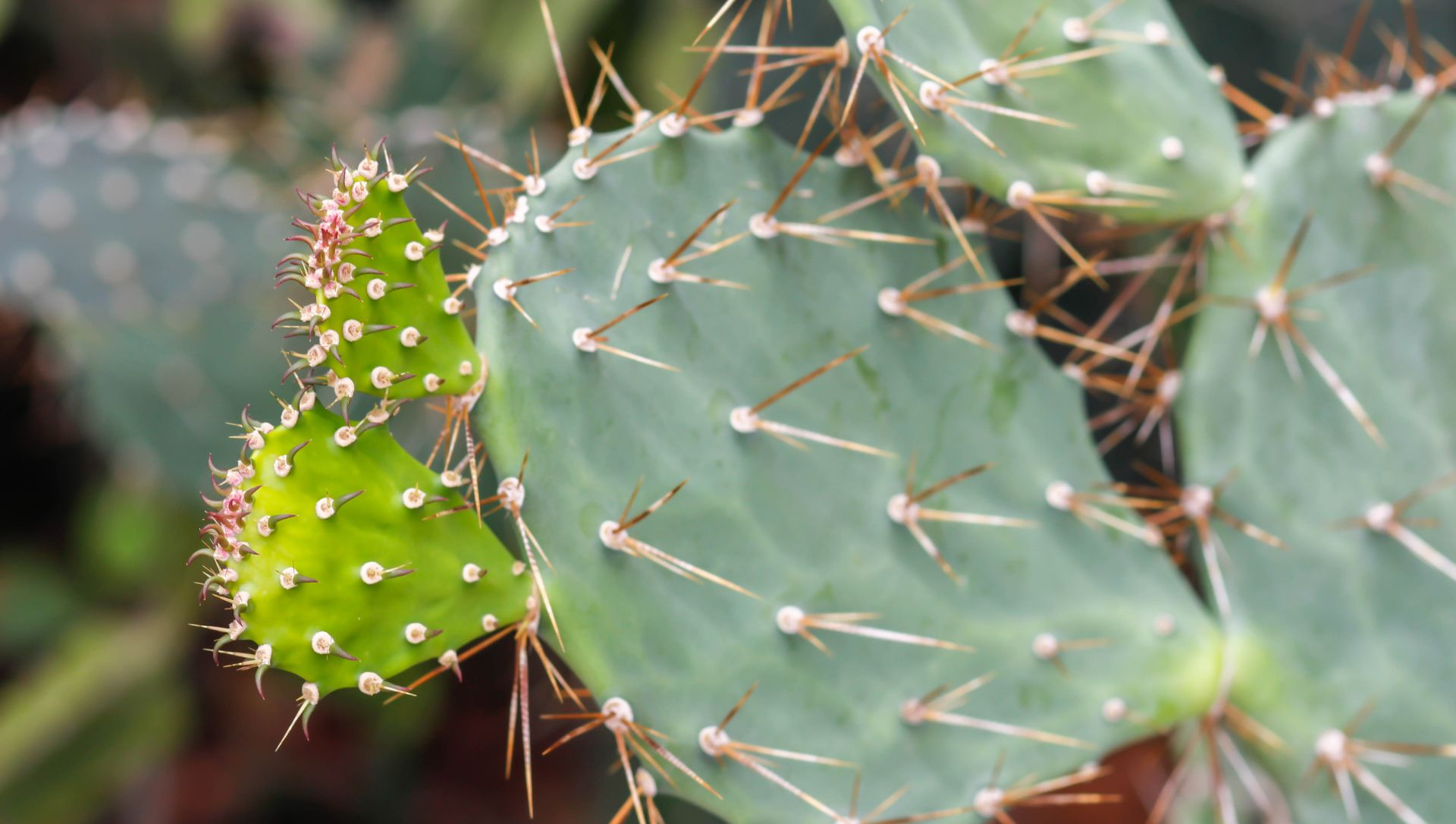 Tipos De Cactos: Conheça As 29 Espécies Mais Populares