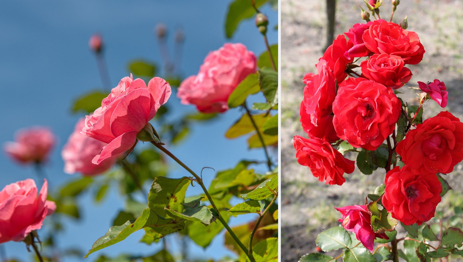 Como Cuidar De Rosa Em Casa: As 13 Melhores Dicas