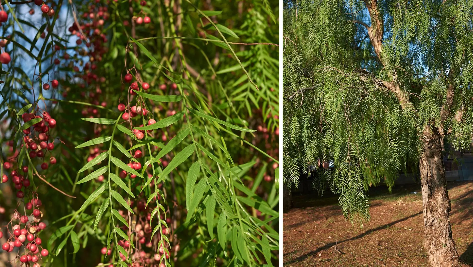 Como Cultivar árvore Aroeira E Colher Pimenta-rosa