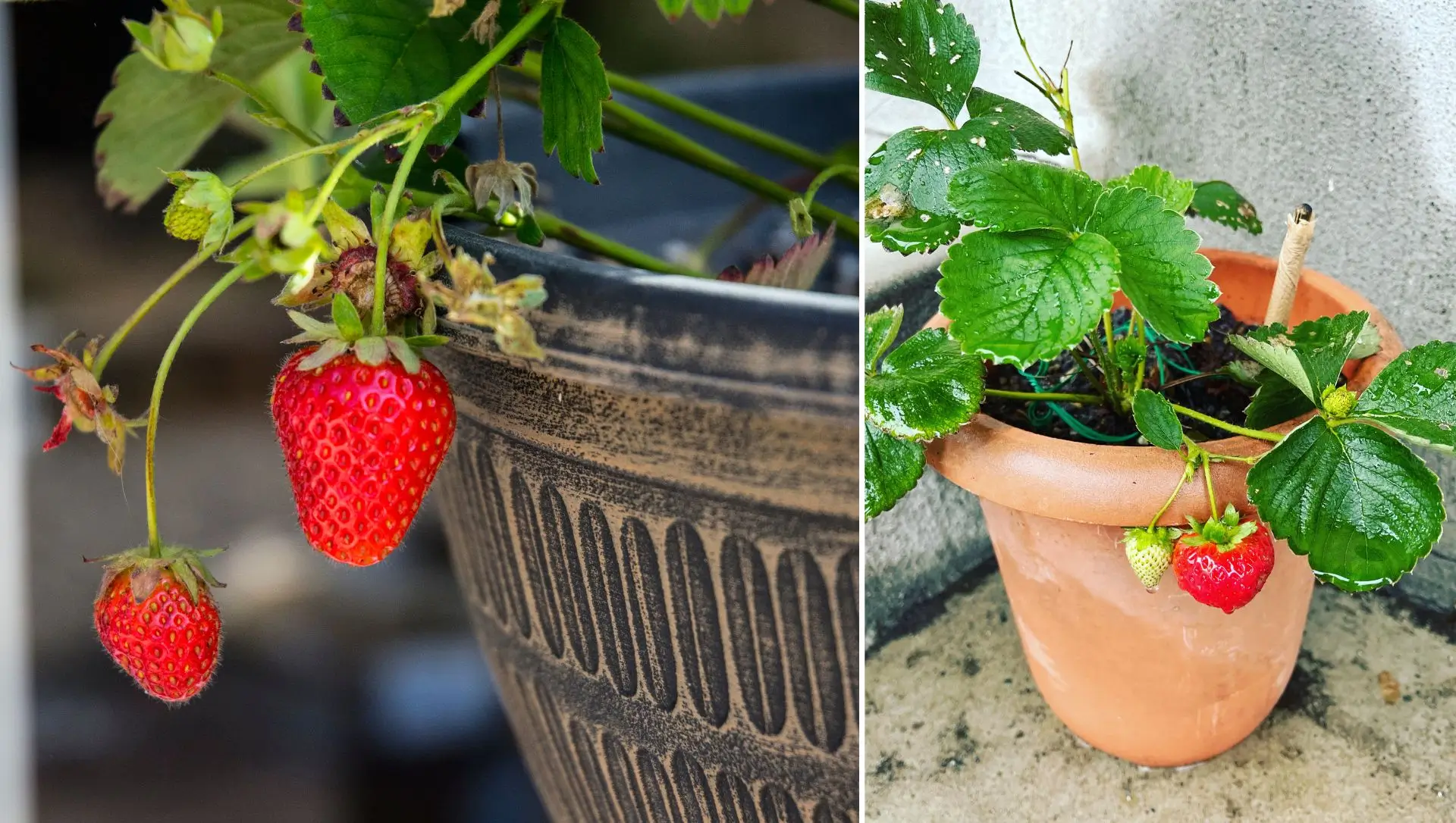 Como Plantar Morango Em Vaso: Siga Os Passos Até A Colheita