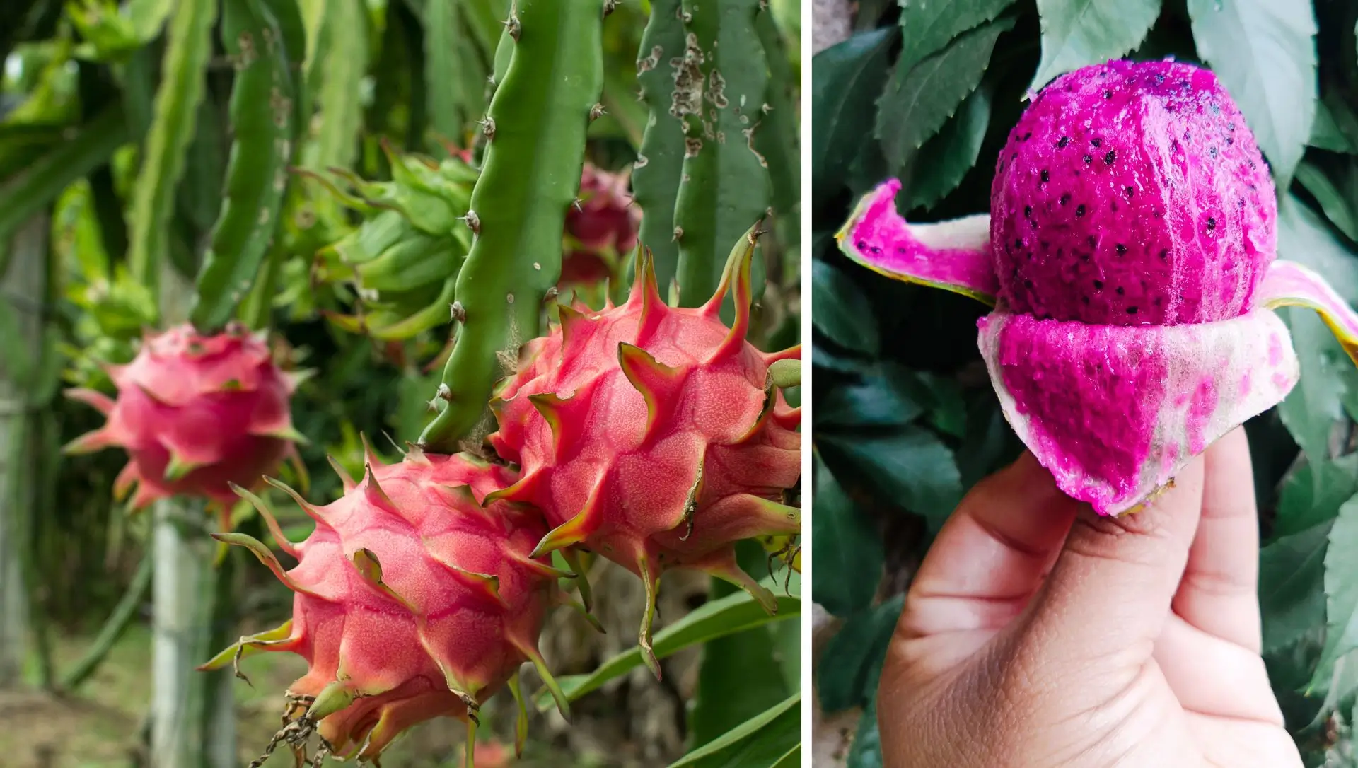Como Plantar Pitaya Com A Fruta Ou Estaca: Um Guia Completo