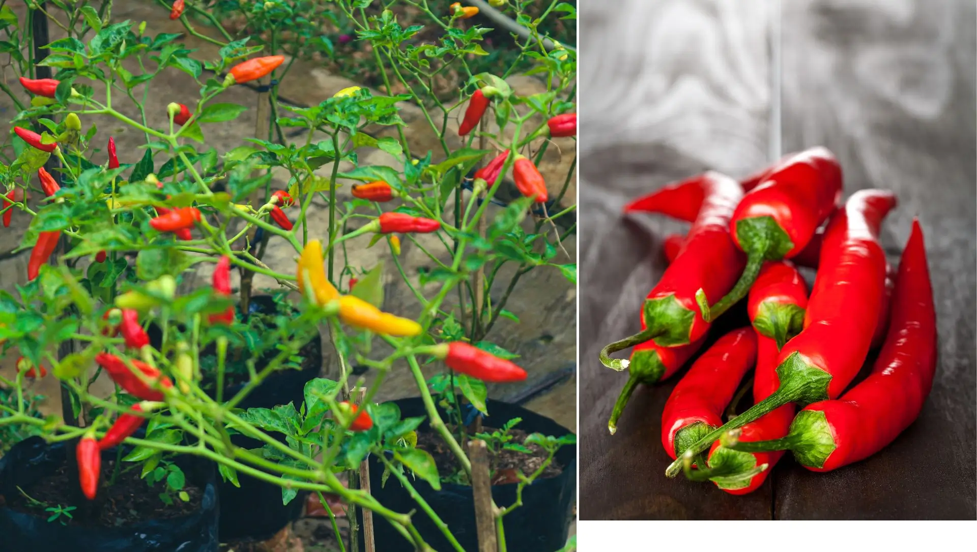 Como Plantar Pimenta Malagueta: Faça Agora E Tenha Pimentas Frescas Sempre!