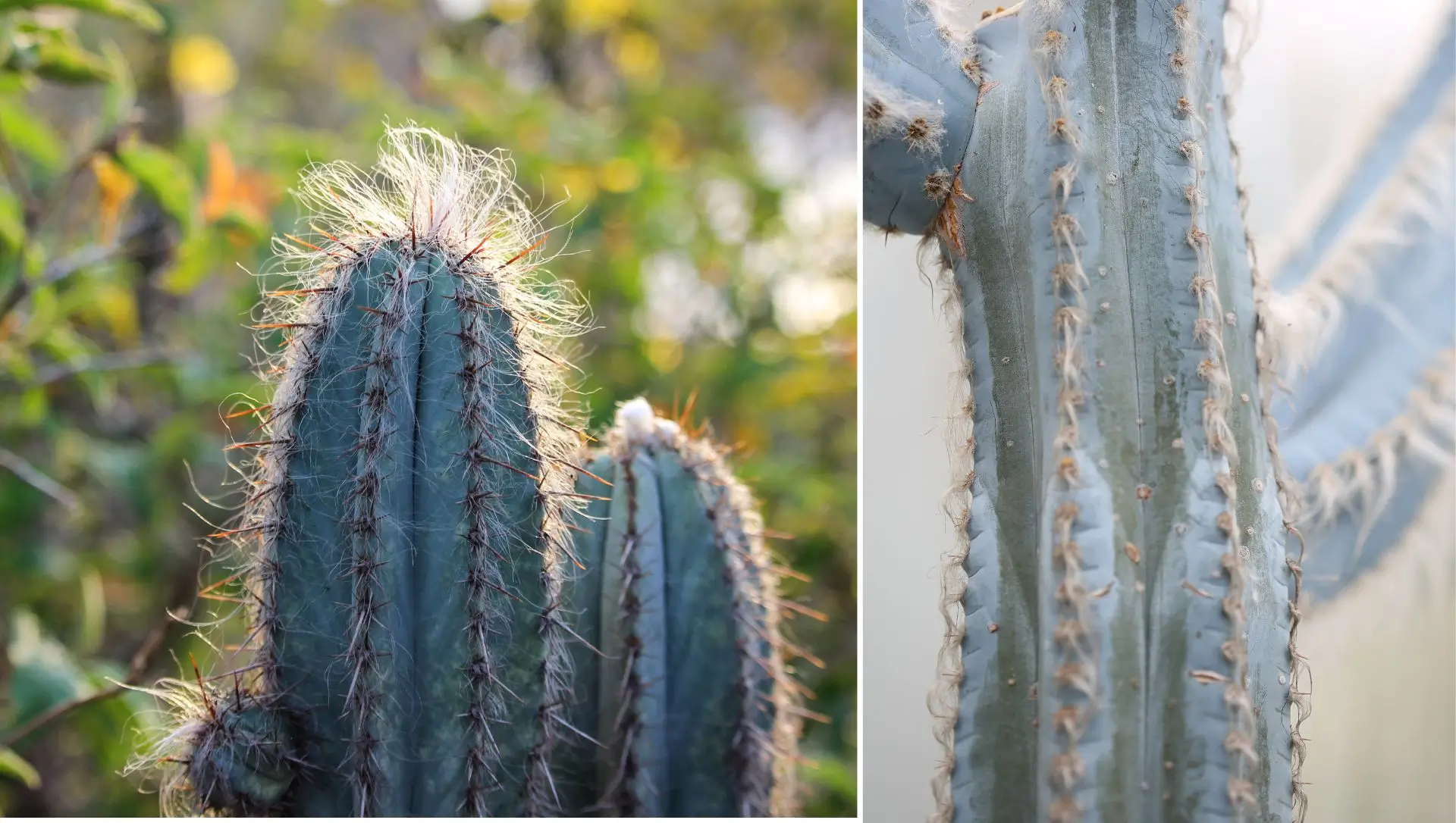Cacto Azul: Dicas Essenciais Para Cuidar Dessa Raridade!