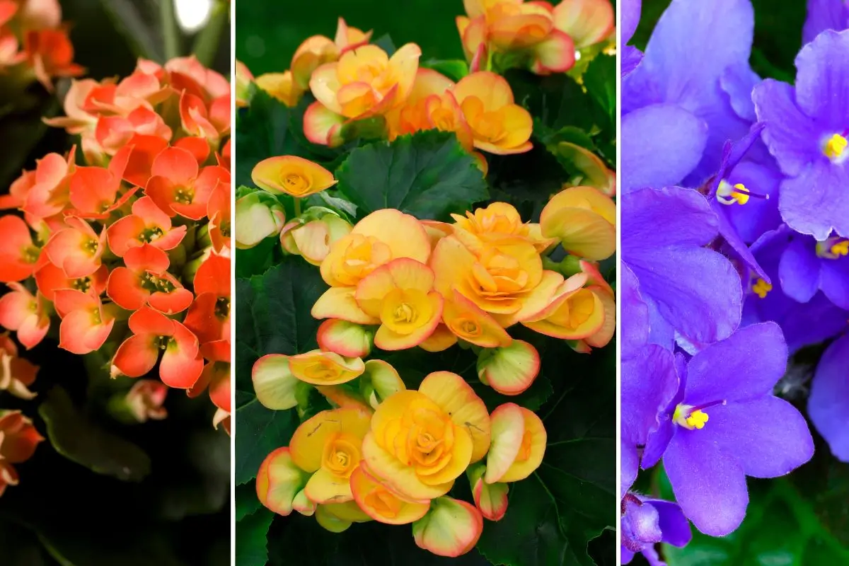 Flores De Sombra Fáceis De Cuidar Para Ter Em Casa