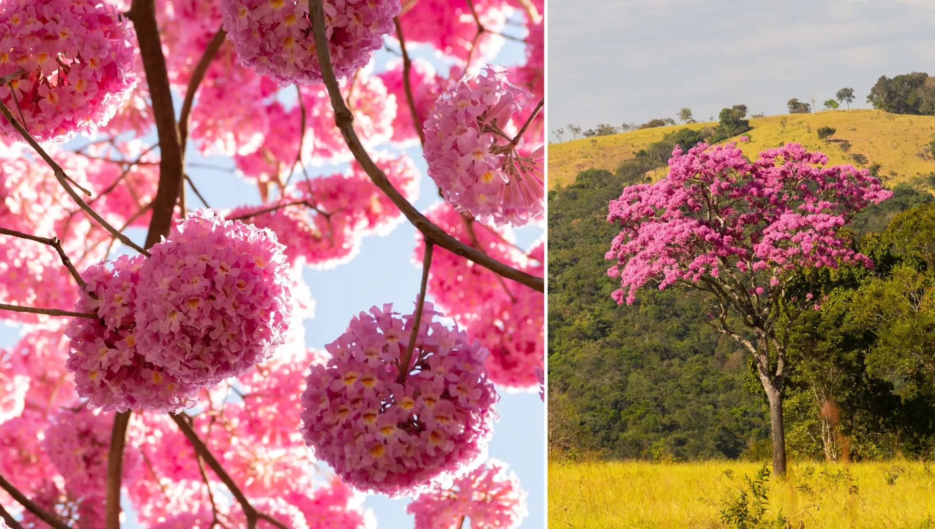 Descubra O Ipê Roxo: A árvore Que Floresce No Inverno!