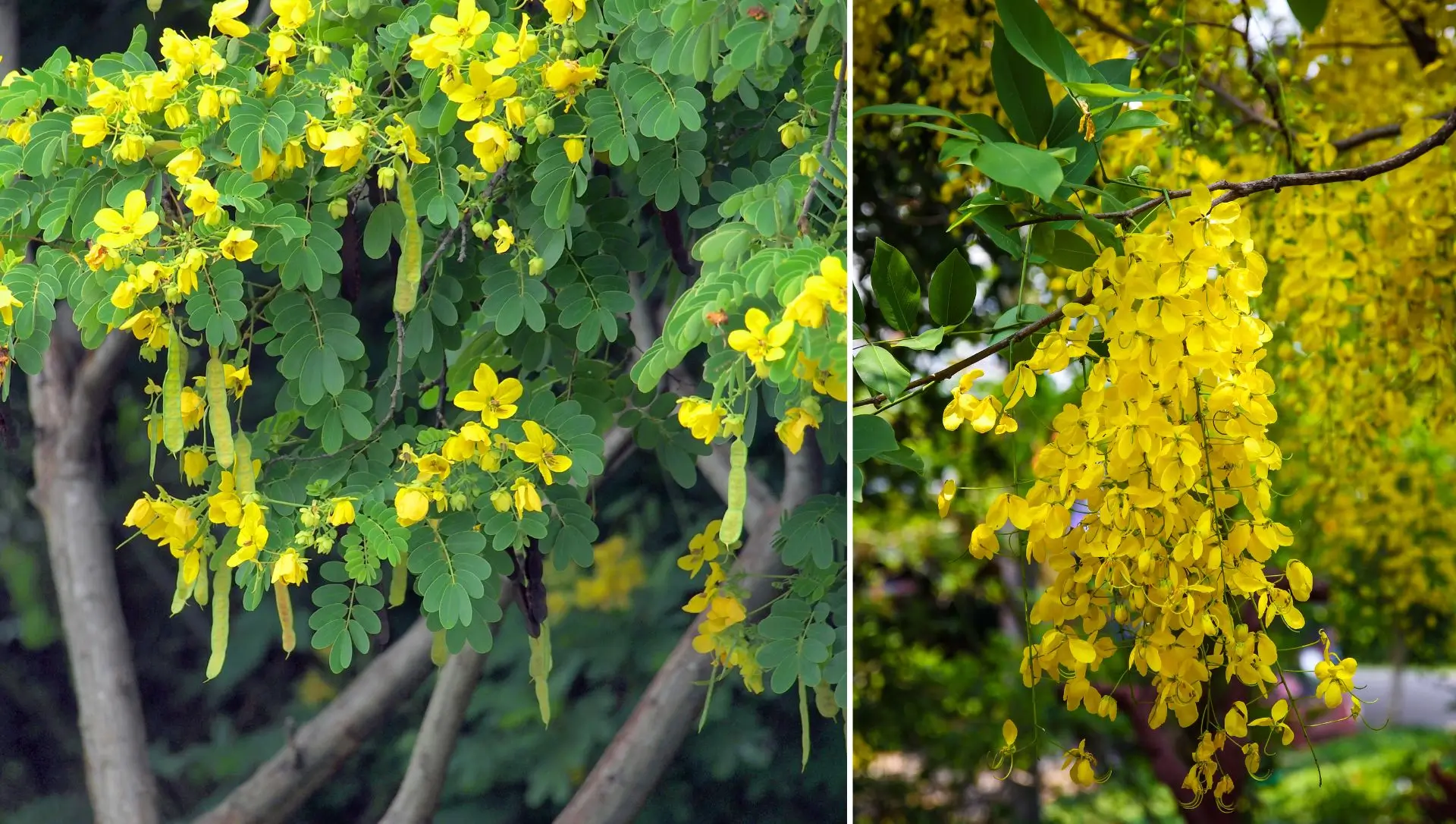 Acácia-Amarela: Passo A Passo Para Plantar E Manter