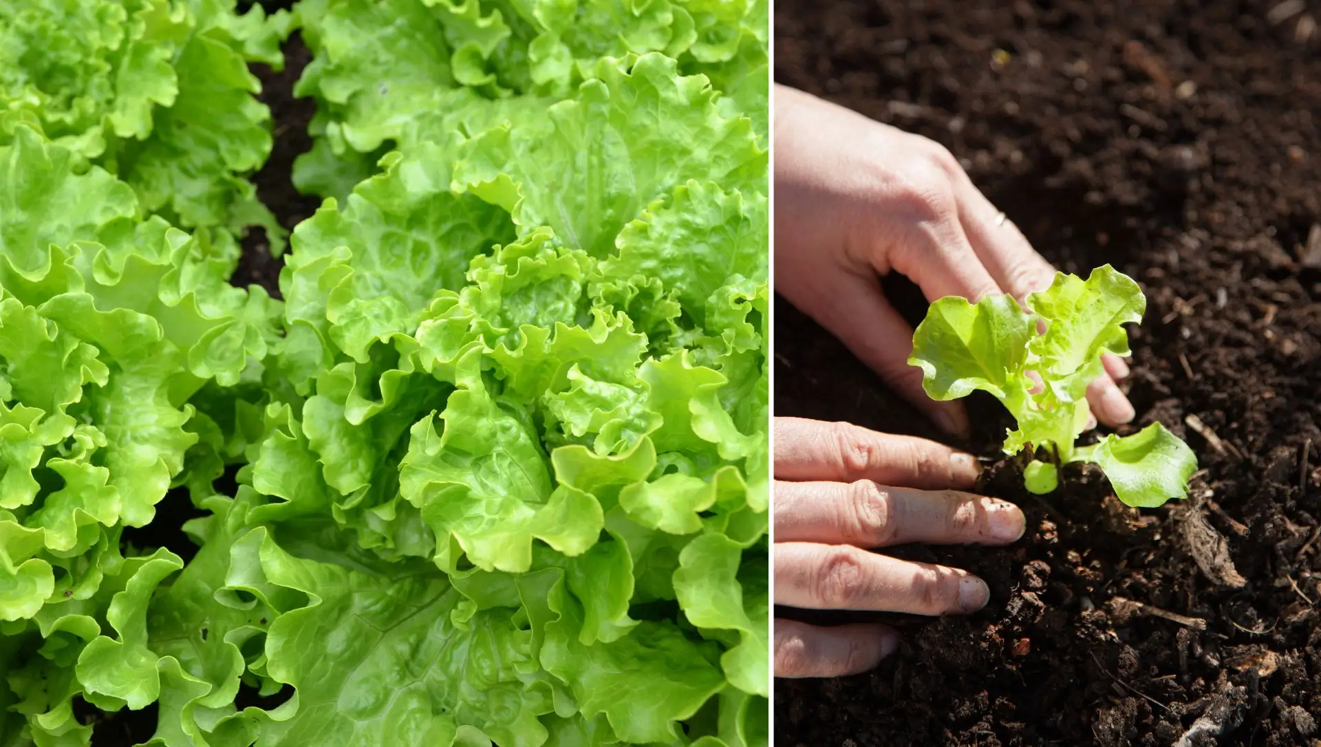 Descubra Como Cultivar Alface Em Casa Facilmente