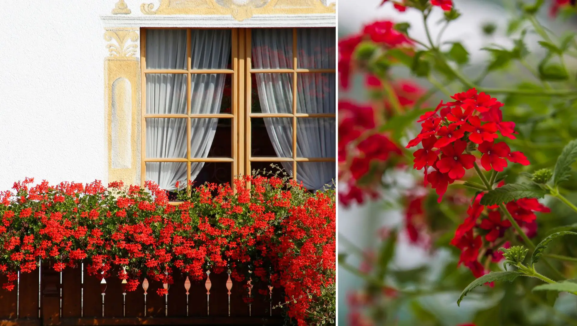 Gerânio Pendente: Como Cultivar E Cuidar Destas Flores