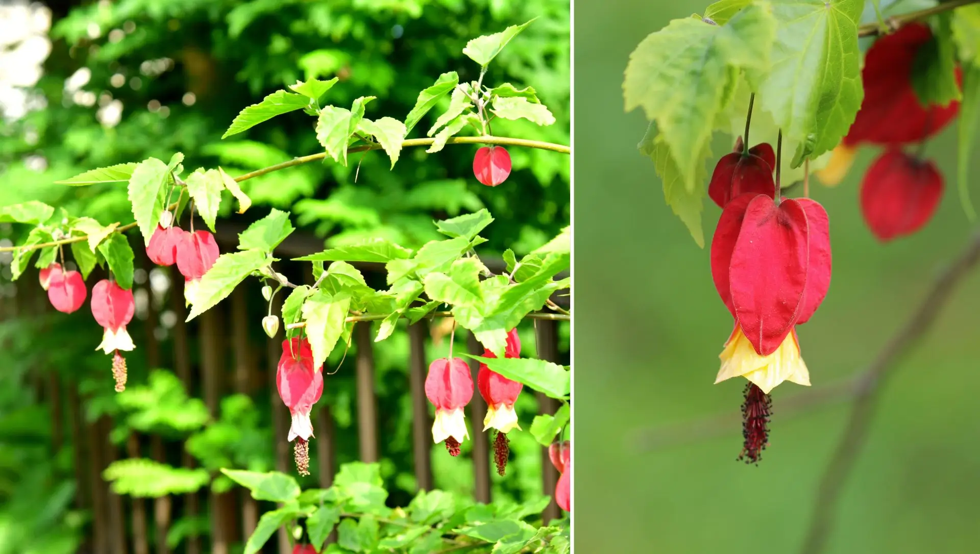 Planta Sininho: Aprenda Como Cultivar Esta Trepadeira