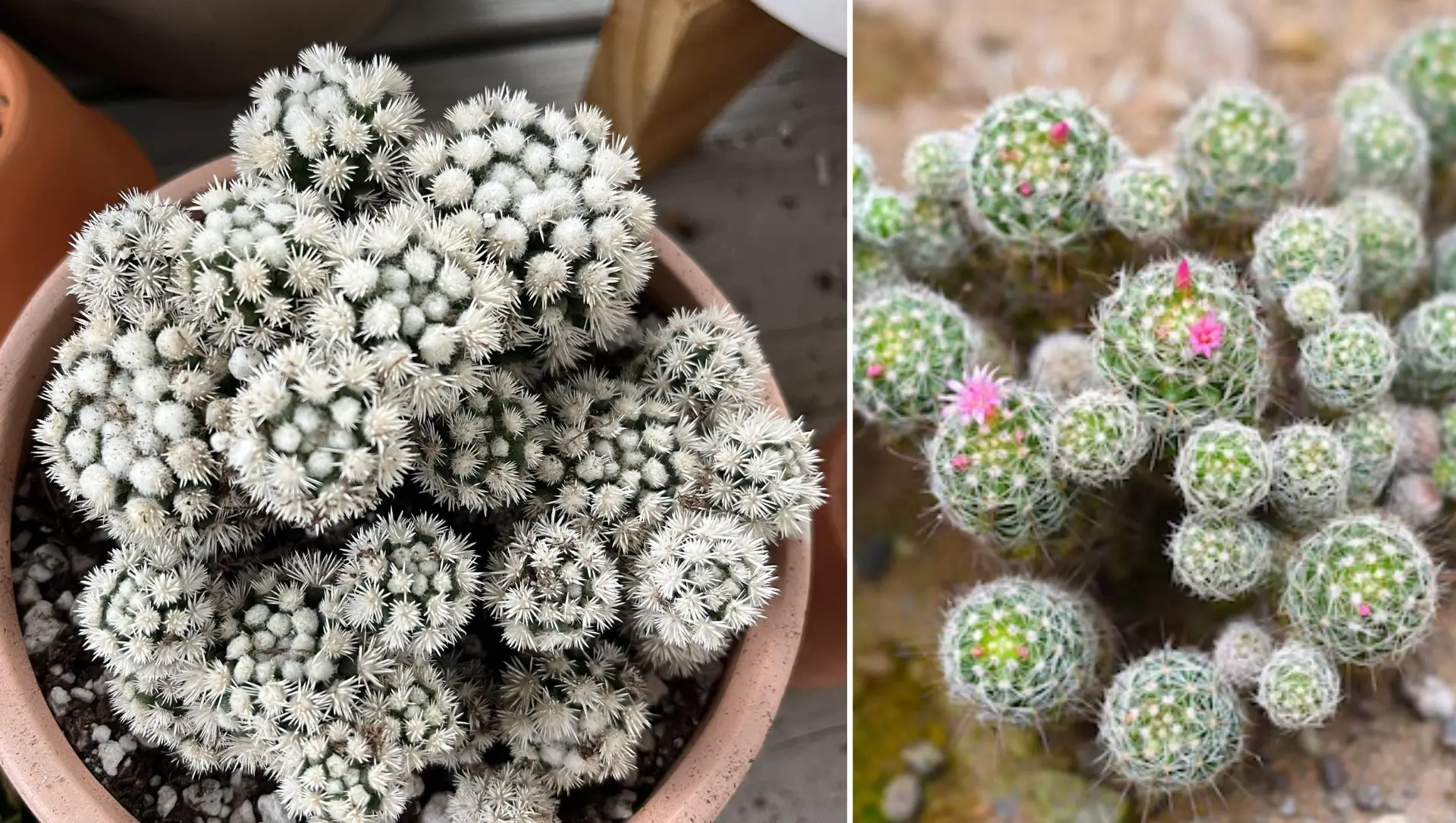 Como Cultivar Cacto-dedal (Mammillaria Gracilis)