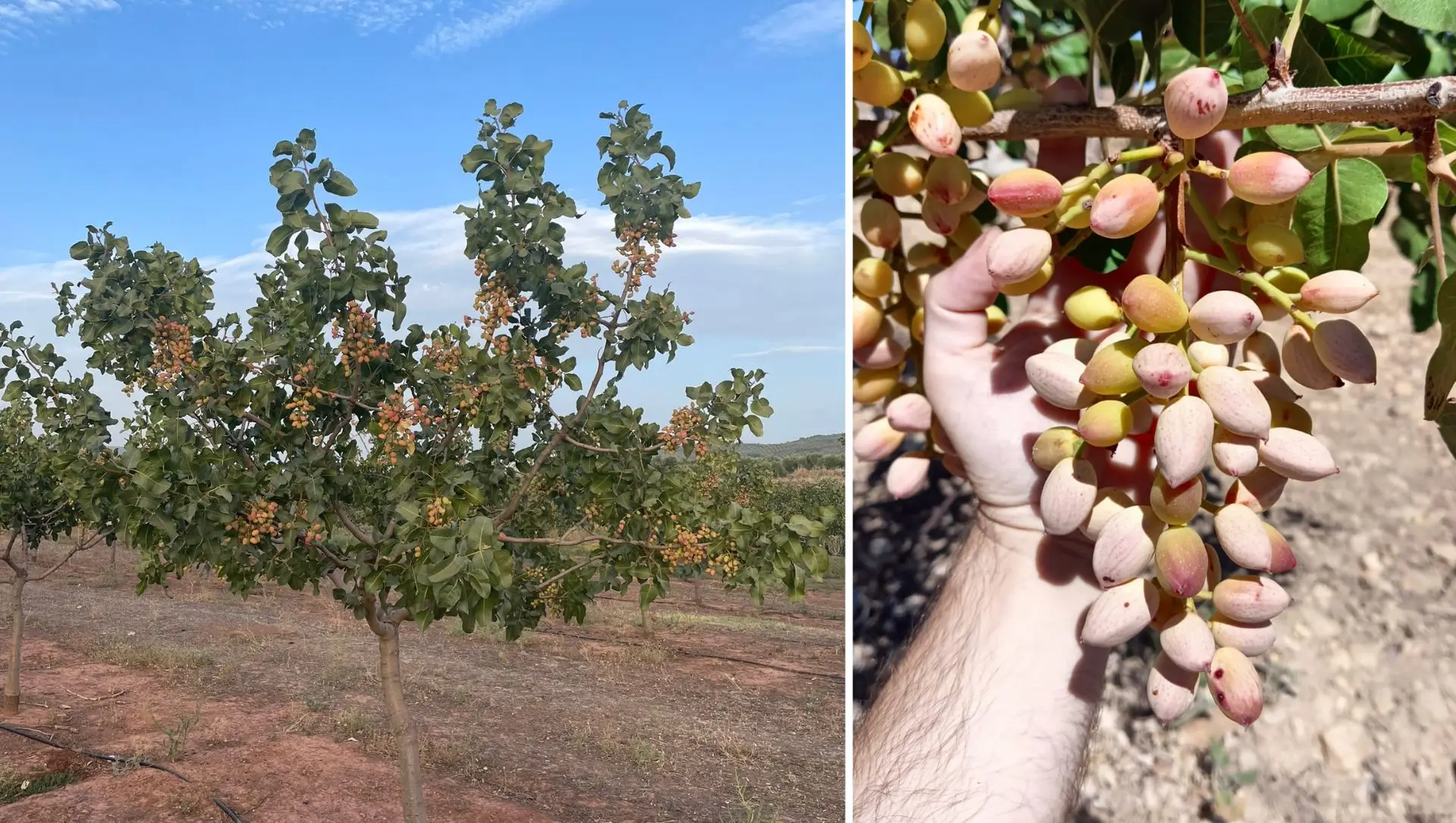 Árvore De Pistache: Guia Completo Sobre A Planta