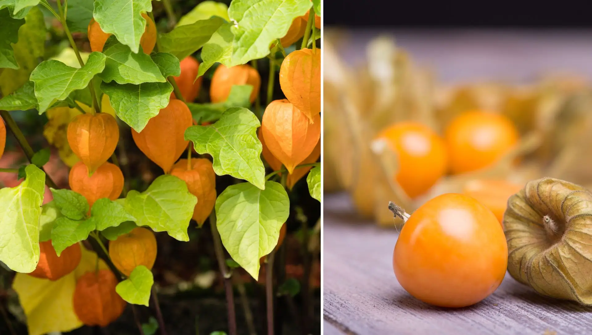 Novidade No Pomar: Como Plantar Physalis E Colher Muito
